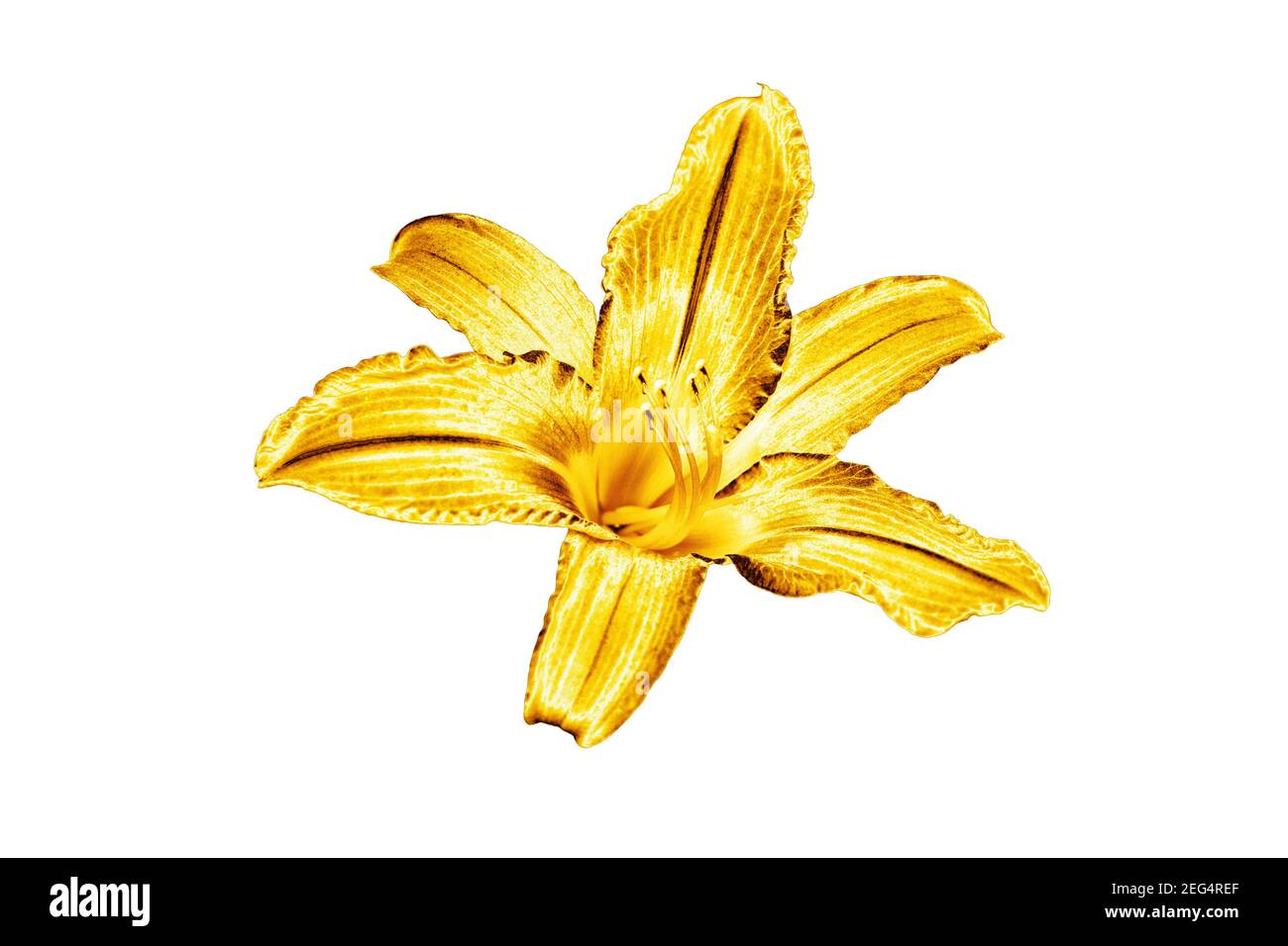 One golden lily flower white background isolated close up, beautiful ...
