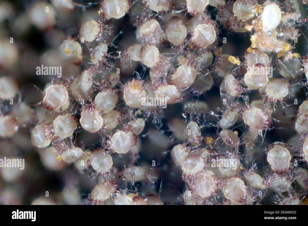Dust mites hi-res stock photography and images - Alamy