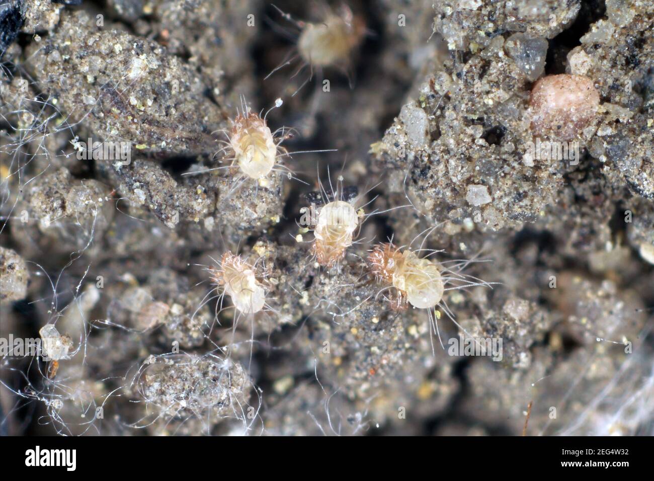 A magnification of dust mites Stock Photo - Alamy