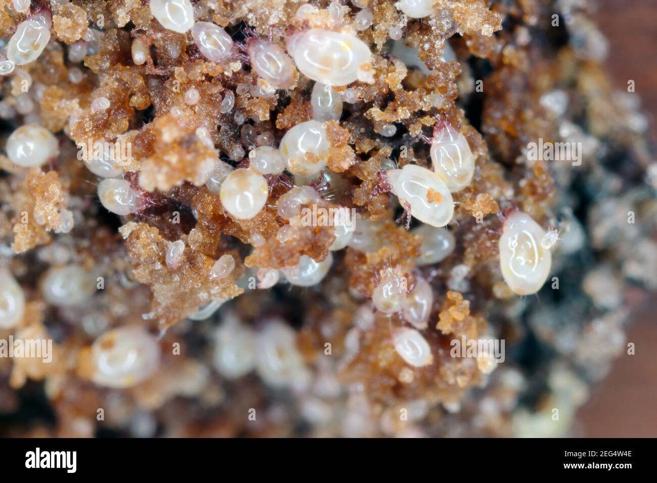Magnification of mites from Acaridae family on moldy bread Stock Photo ...