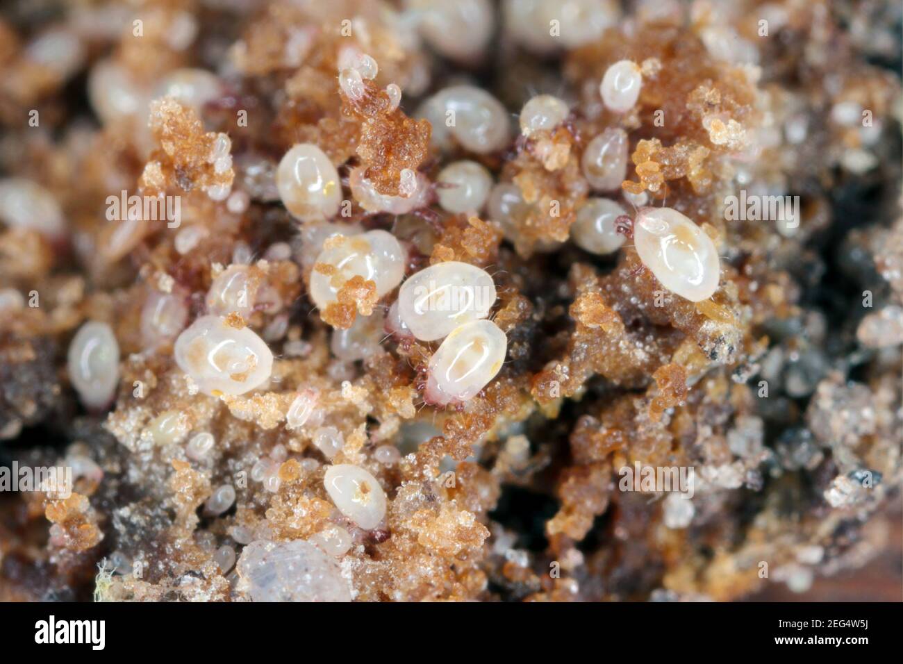 Magnification of mites from Acaridae family on moldy bread Stock Photo ...