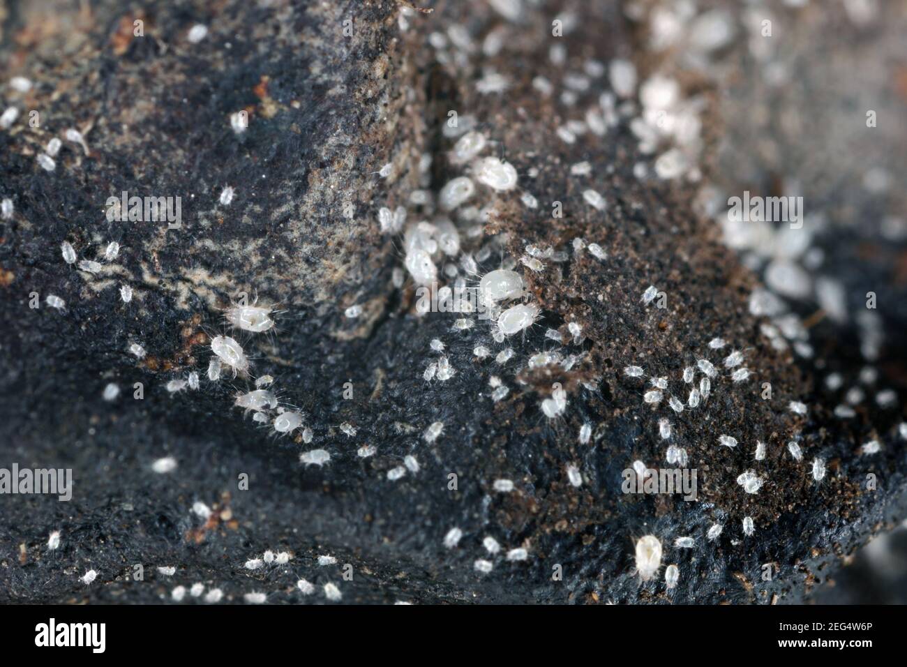 Scabies mite hi-res stock photography and images - Alamy