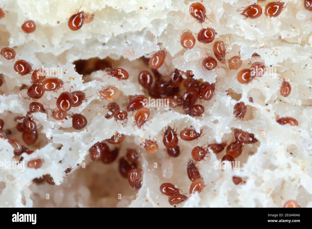 Magnification of mites from Acaridae family on moldy bread Stock Photo ...