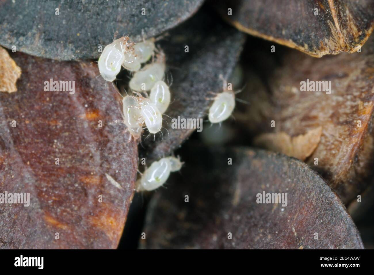 Mites of Acaridae on buckwheat seeds. High magnification Stock Photo ...