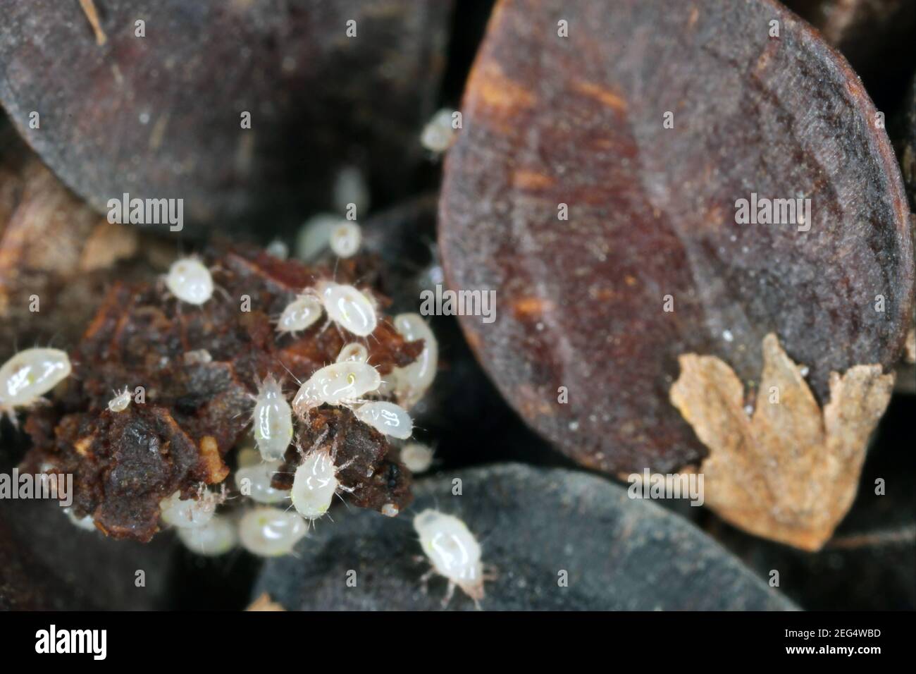 Mites of Acaridae on buckwheat seeds. High magnification Stock Photo ...