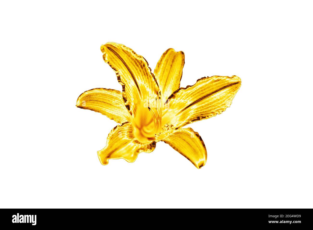 One golden lily flower white background isolated close up, beautiful ...