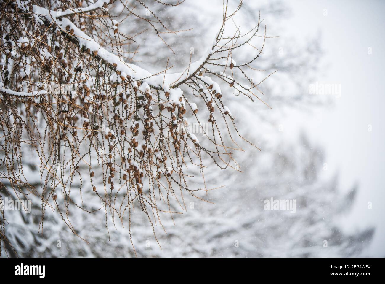 Larch tree branches hi-res stock photography and images - Alamy