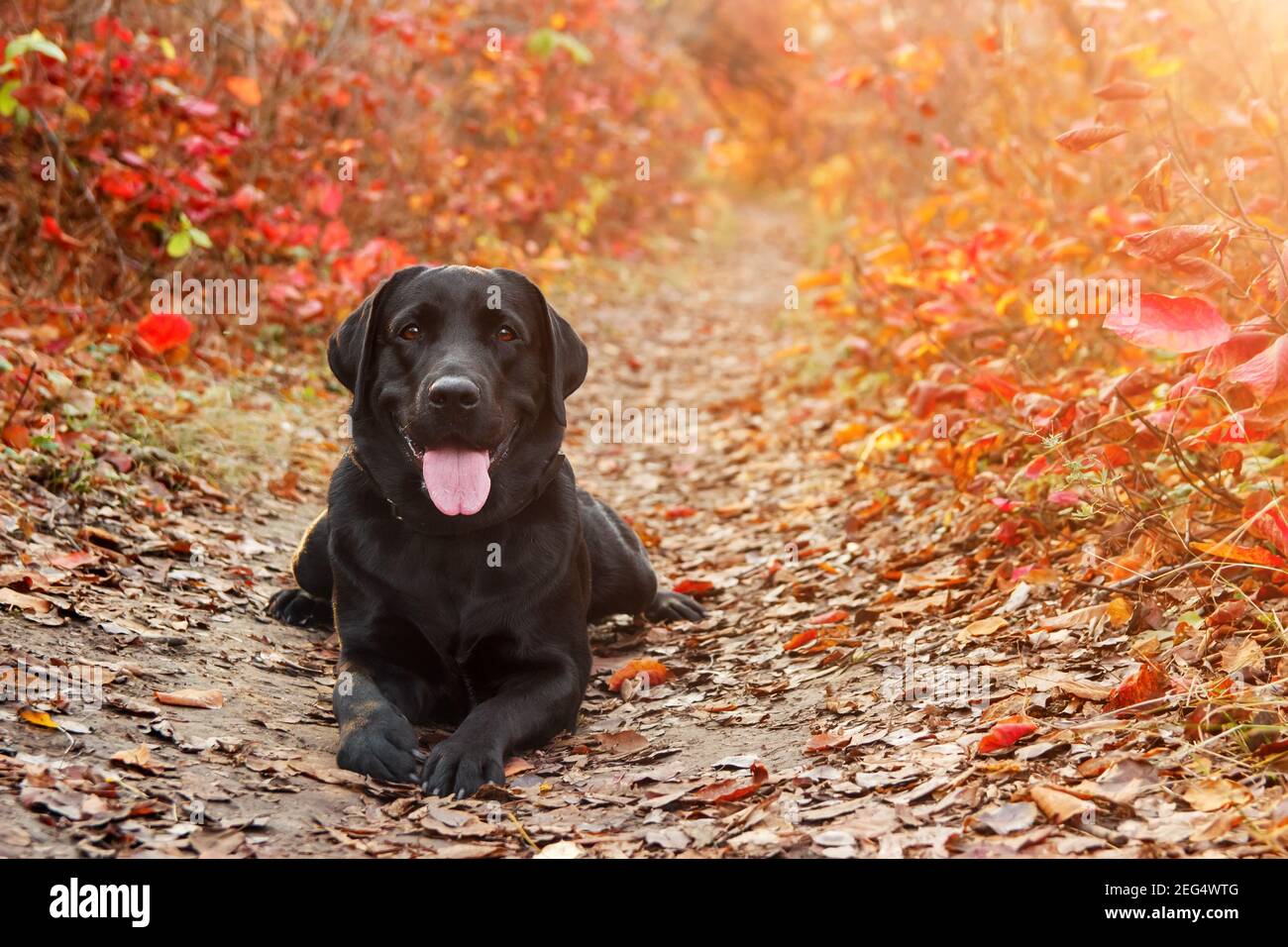 Working black labrador retriever hi-res stock photography and images ...