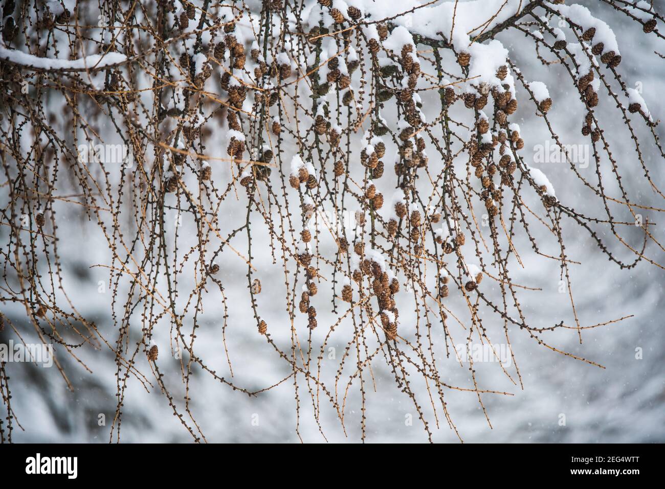 Larch tree branches with small cones in snow background Stock Photo - Alamy