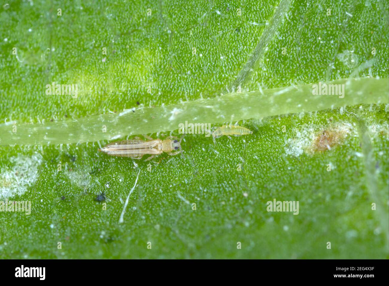 Thrip damage hi-res stock photography and images - Alamy