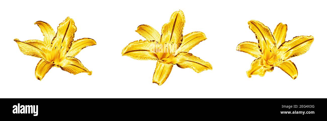 Three golden lily flowers set white background isolated closeup ...