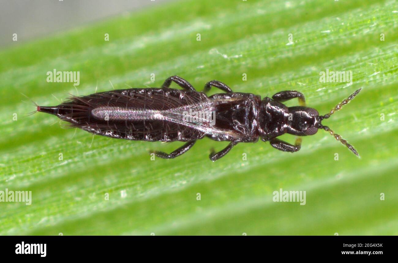 Thrips Thysanoptera on a leaf of cereals Stock Photo - Alamy
