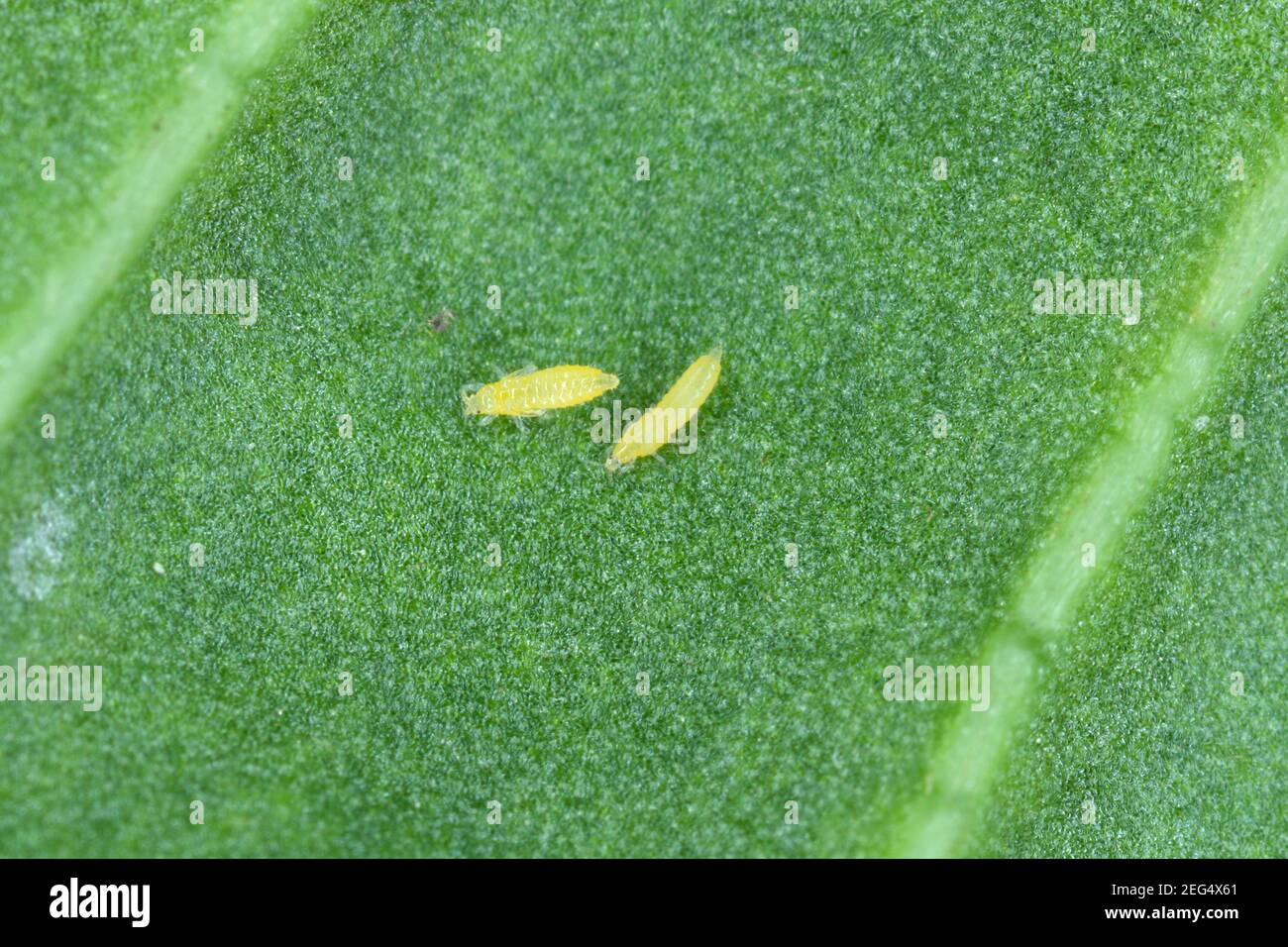 Onion Thrips Larvae Green