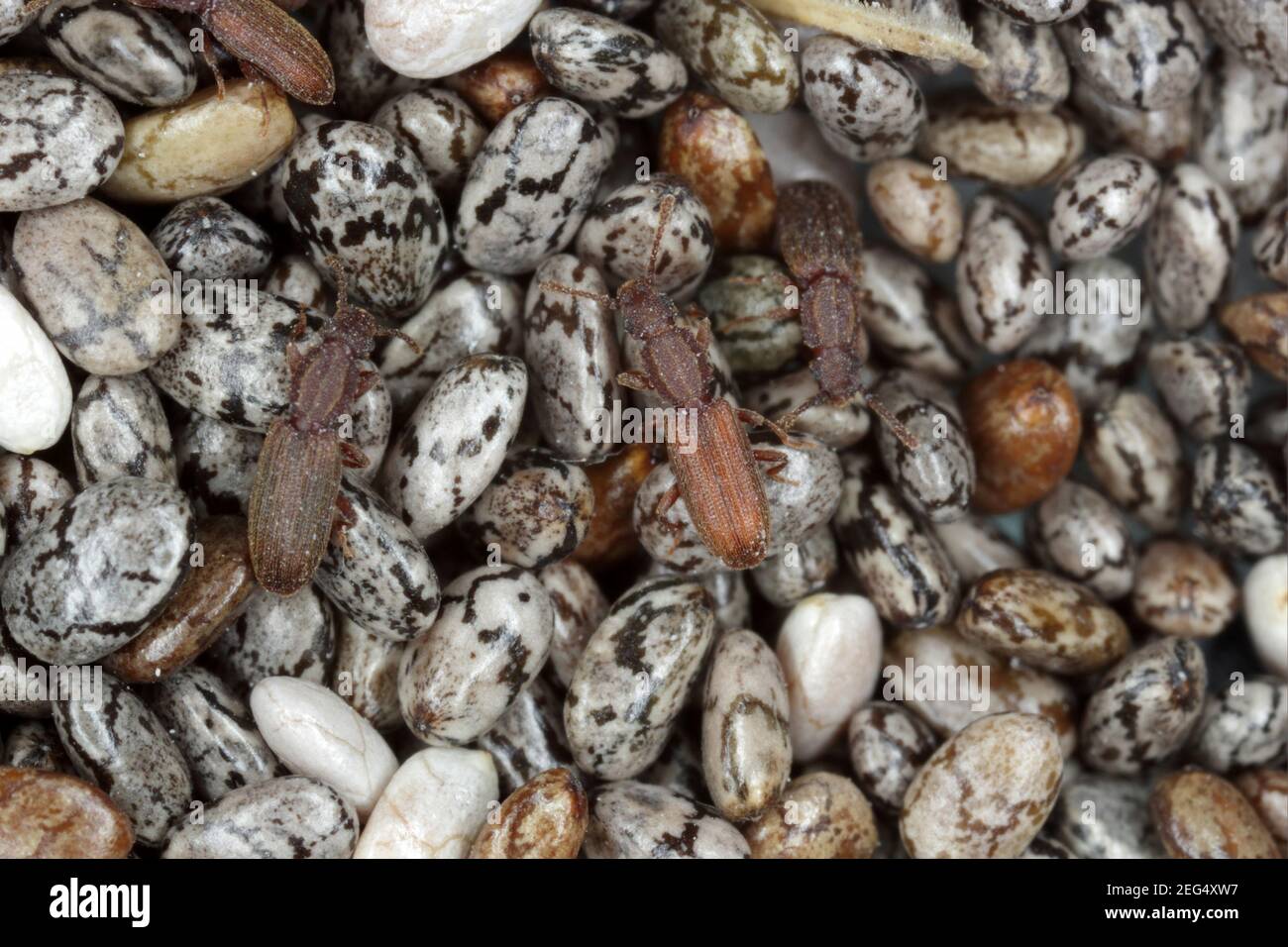 The sawtoothed grain beetles (Oryzaephilus surinamensis). Insects on ...