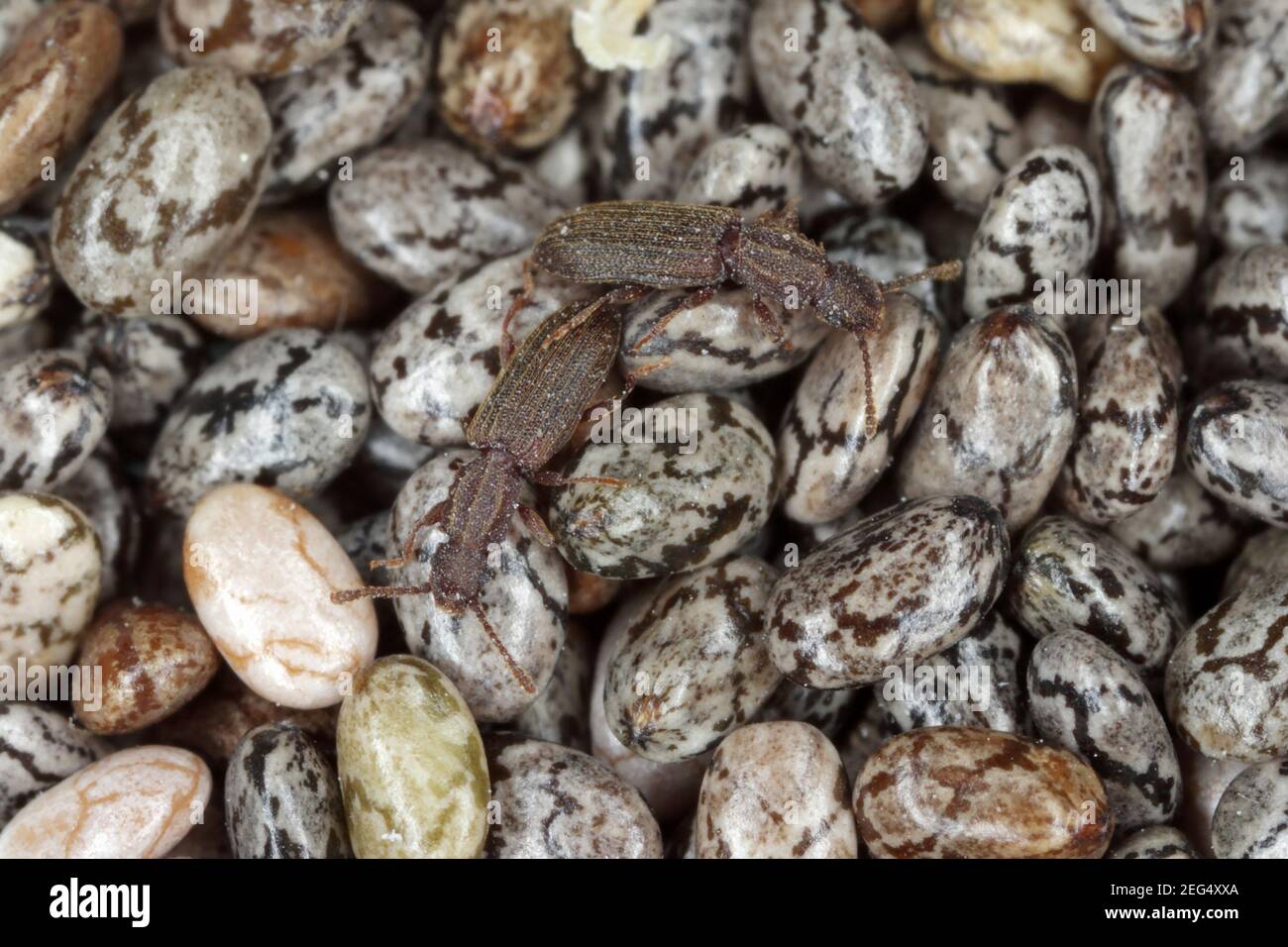 The sawtoothed grain beetles (Oryzaephilus surinamensis). Insects on ...
