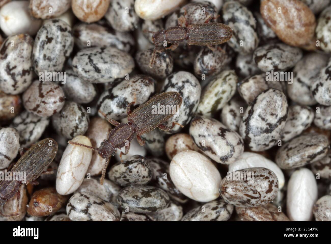 The sawtoothed grain beetles (Oryzaephilus surinamensis). Insects on ...