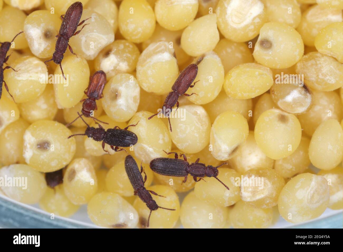 The sawtoothed grain beetles (Oryzaephilus surinamensis) and Rusty ...