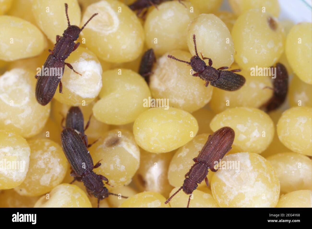 The sawtoothed grain beetles (Oryzaephilus surinamensis). Insects on ...