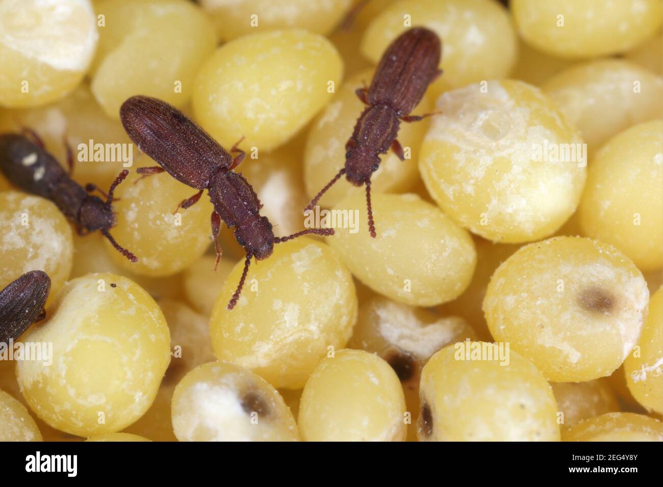 The sawtoothed grain beetles (Oryzaephilus surinamensis). Insects on ...