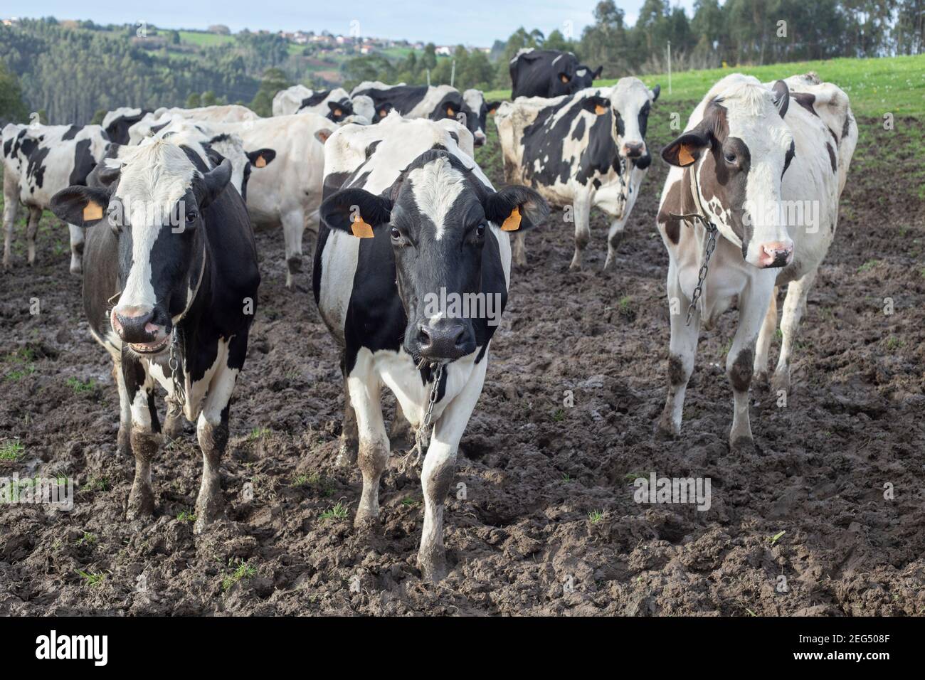 Cow In Muddy Field High Resolution Stock Photography and Images - Alamy