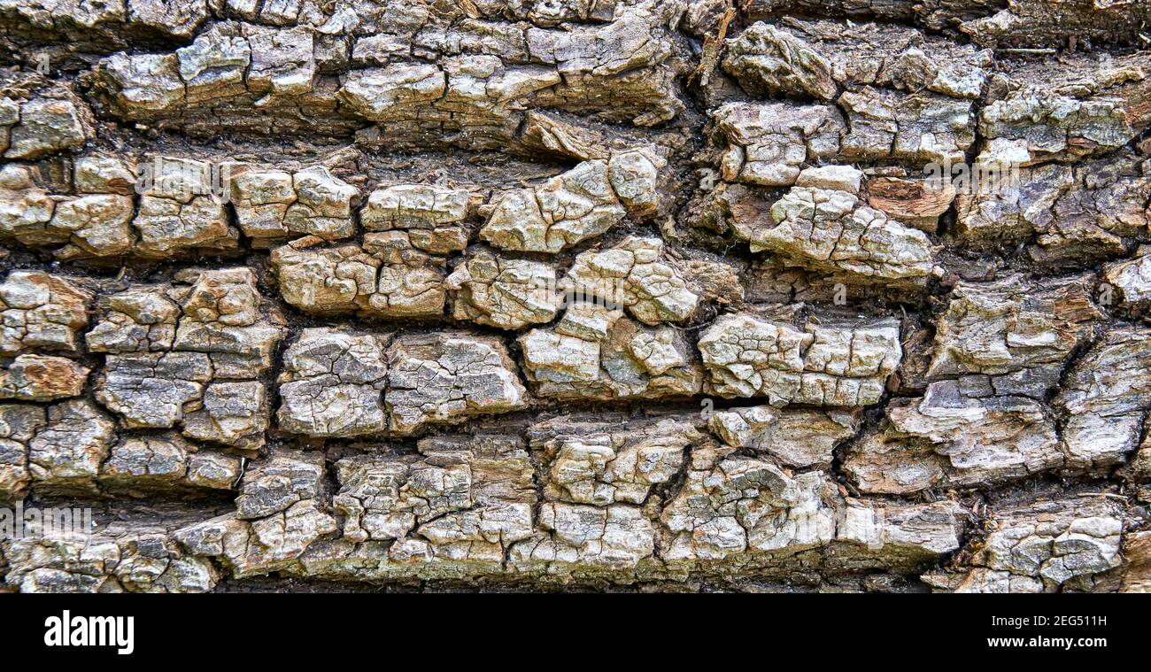 Rough tree bark texture as a nature background Stock Photo - Alamy