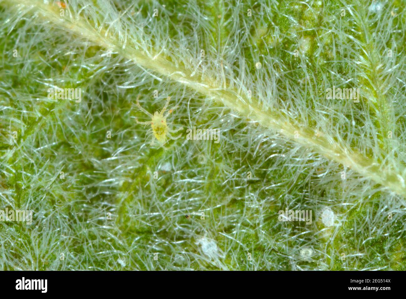Spider mites are members of the Acari (mite) family Tetranychidae can ...
