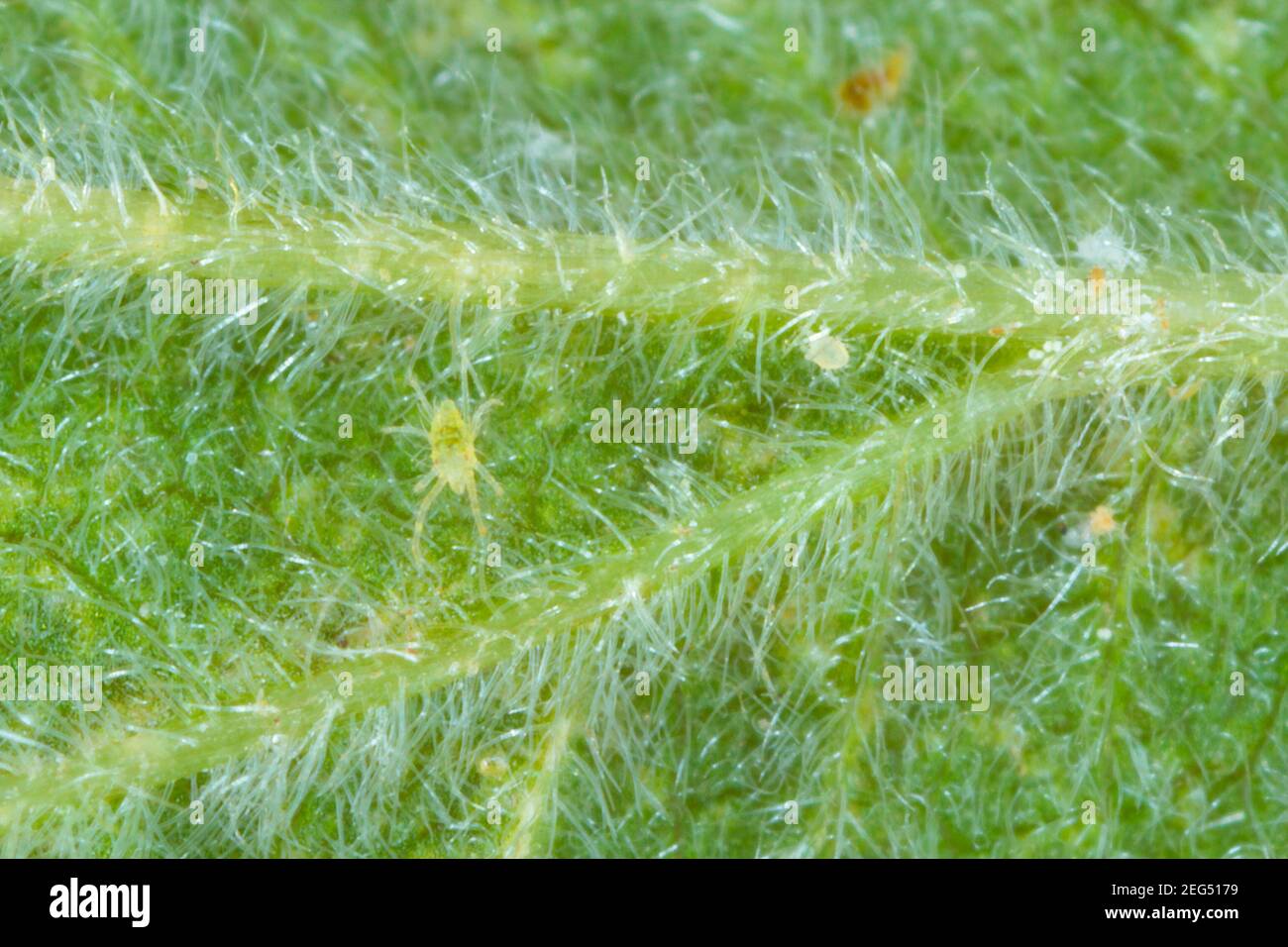 Spider mites are members of the Acari (mite) family Tetranychidae can ...