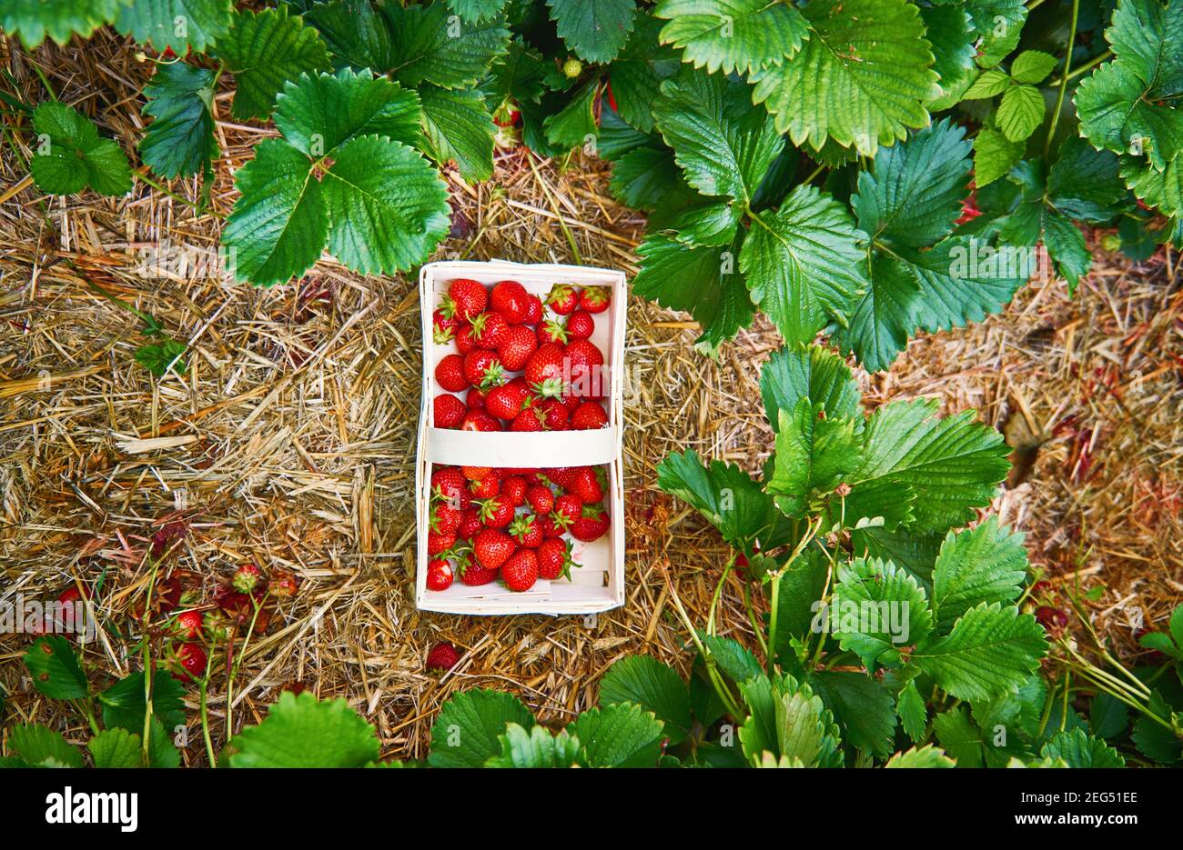 Log basket fresh red hi-res stock photography and images - Alamy