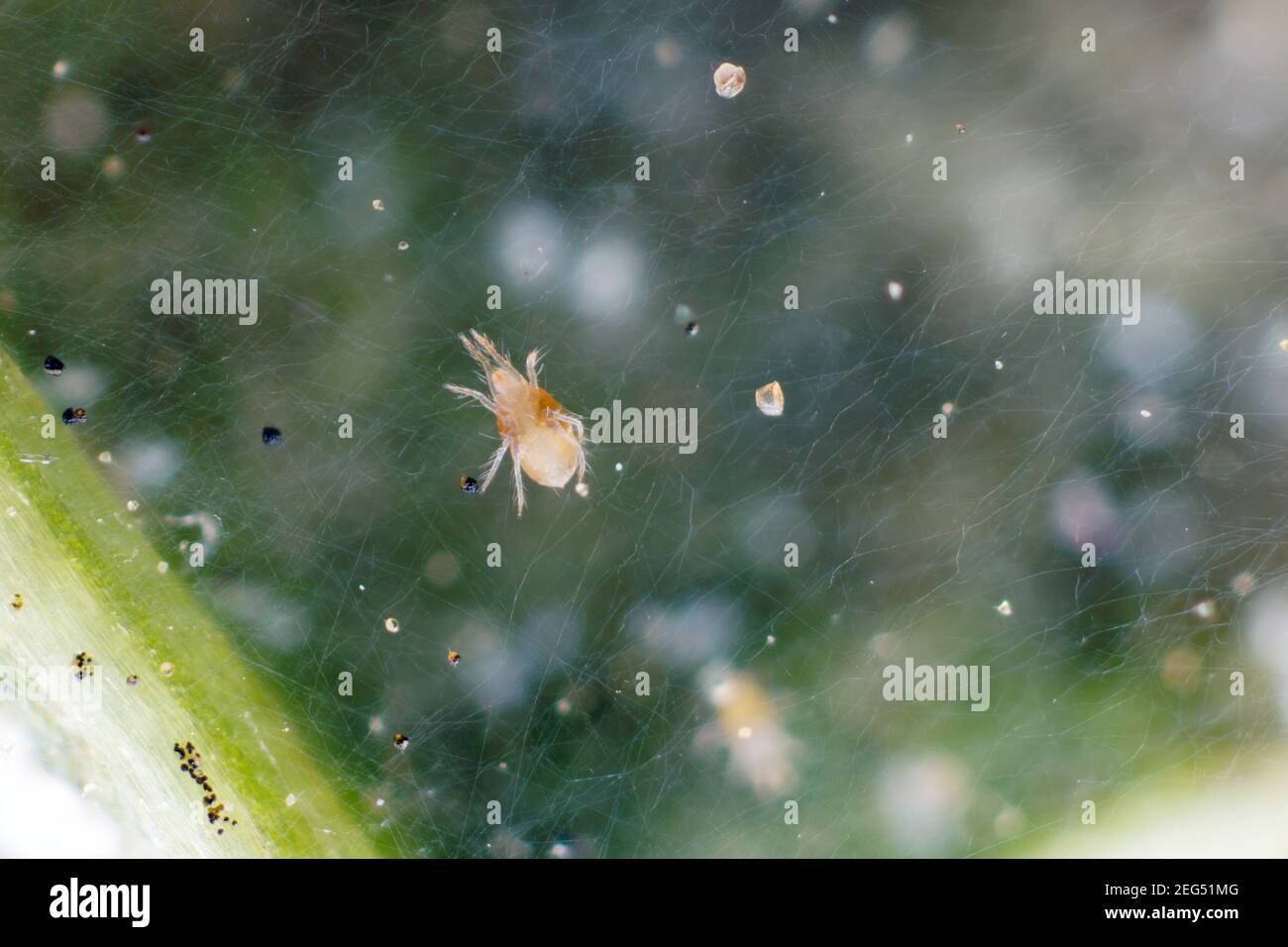 Spider Mites Up Close