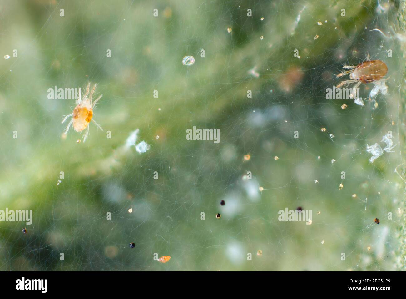Close-up of a mass of Red spider mites (Tetranychus urticae) on leaf ...