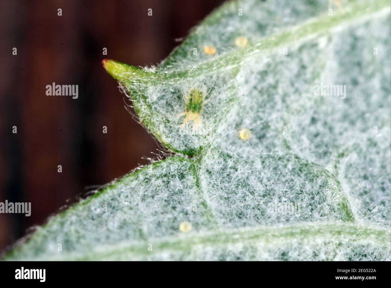 Common Vitis vinifera Mite Pests - Grape-Spider mites on the underside ...