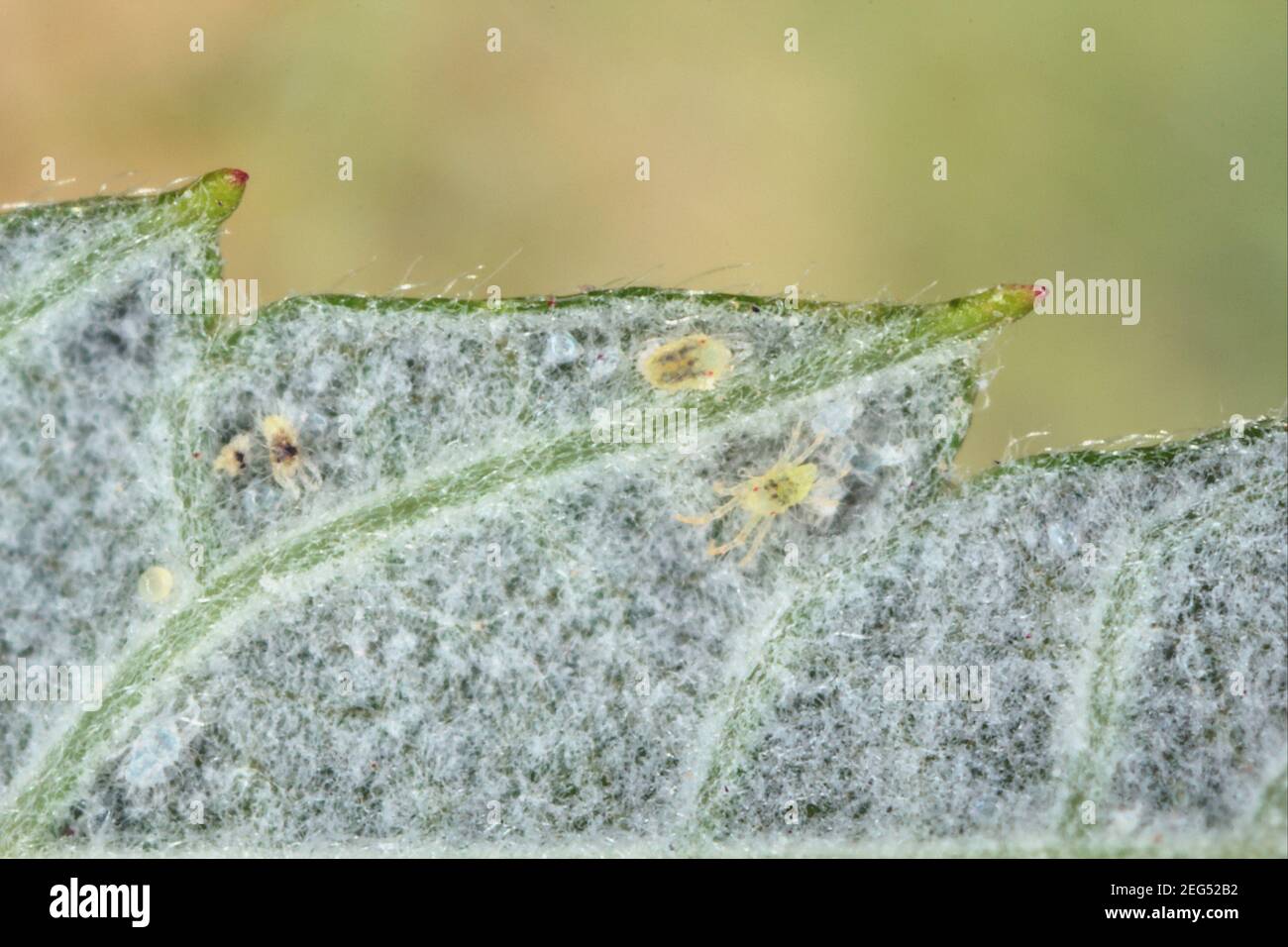 Two spotted mite rose hi-res stock photography and images - Alamy