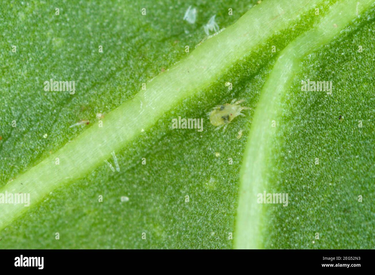 Tetranychus urticae Tetranychidae (red spider mite or two-spotted ...