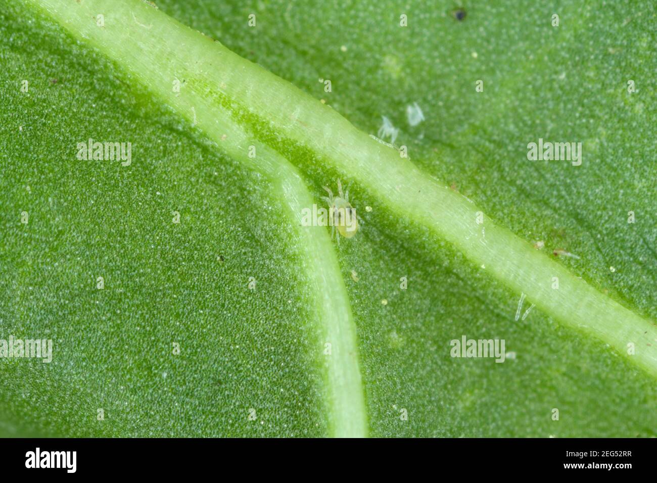 Tetranychus urticae Tetranychidae (red spider mite or two-spotted ...