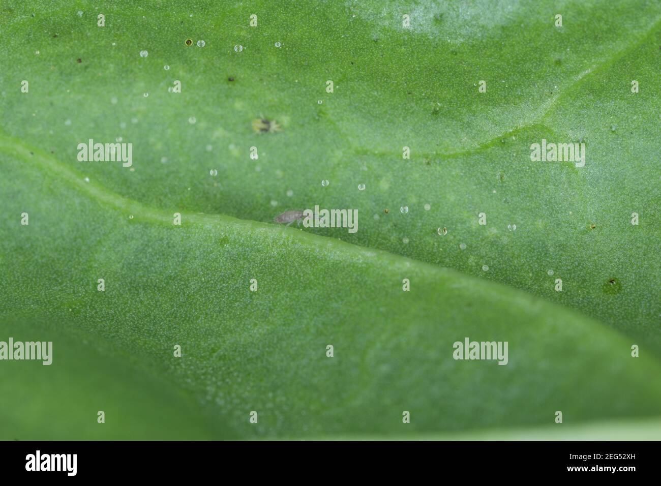A microscopic spider mite and springtail on the underside of the leaf ...