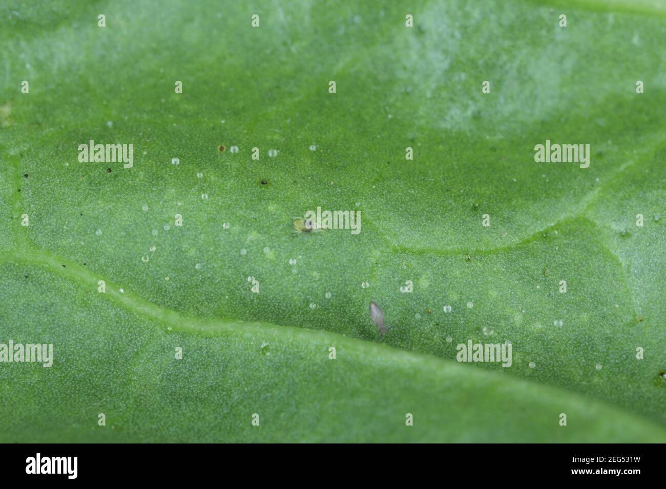 A microscopic spider mite and springtail on the underside of the leaf ...