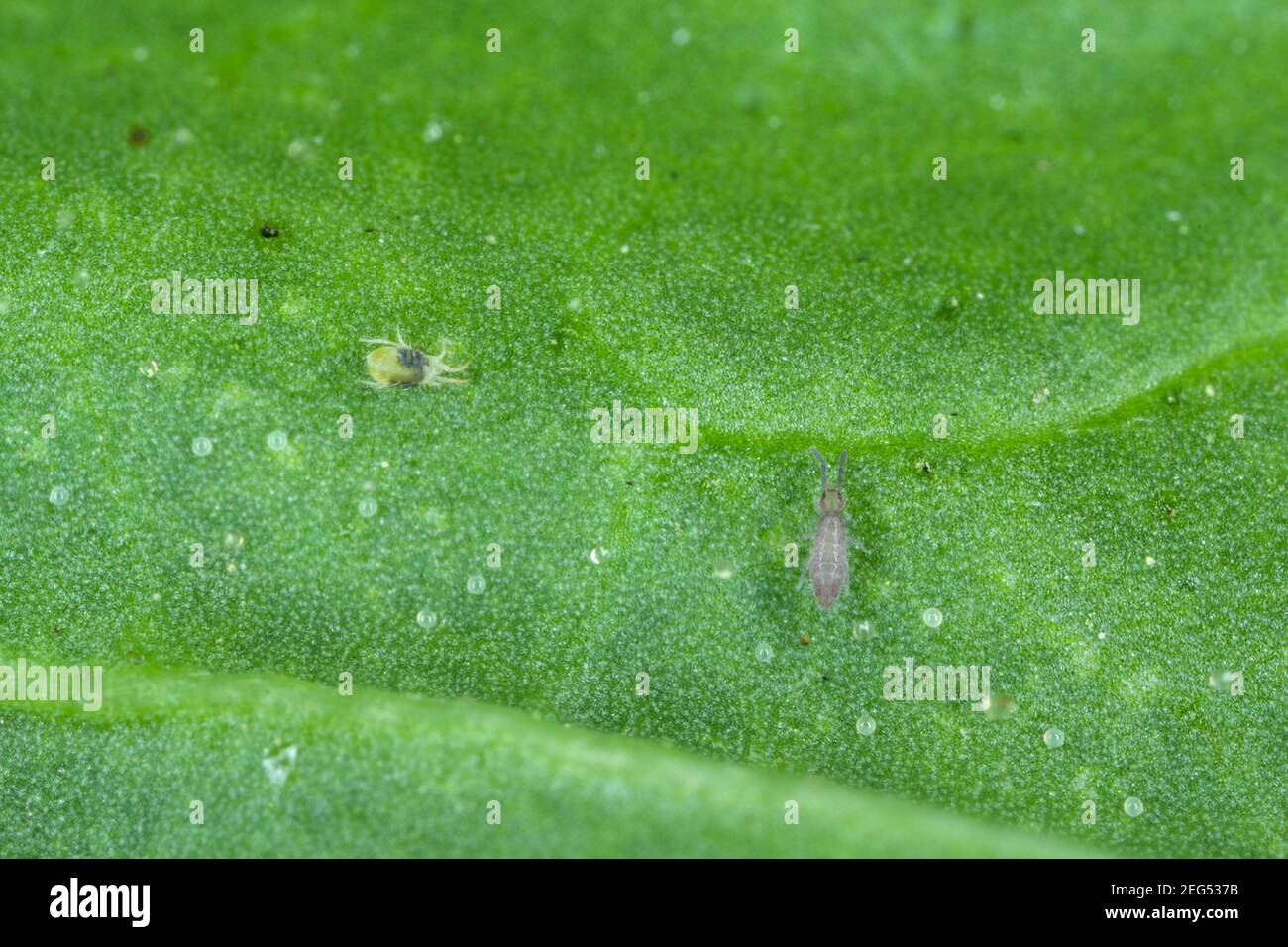 A microscopic spider mite and springtail on the underside of the leaf ...