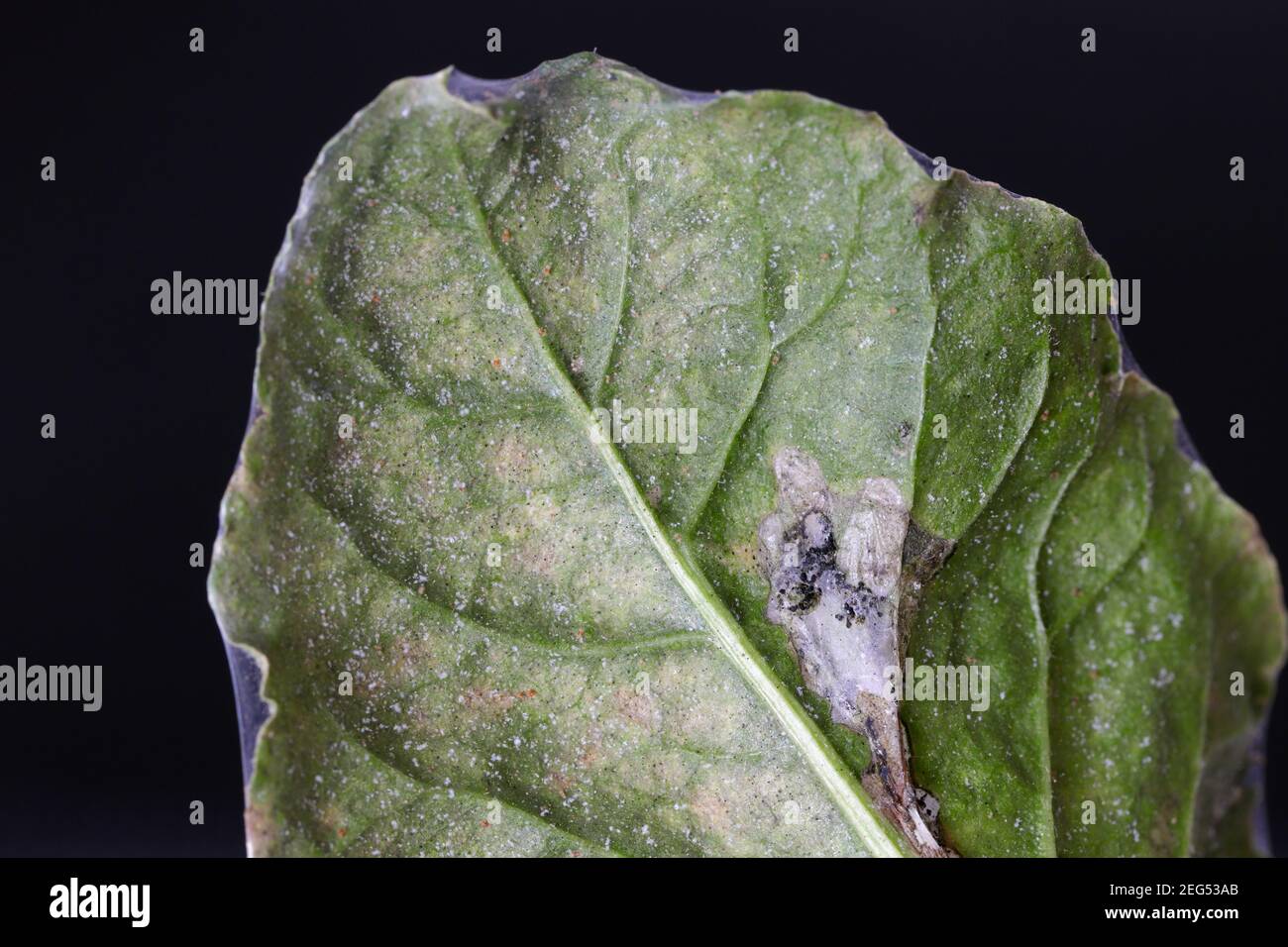 Tetranychus urticae (red spider mite or two-spotted spider mite) is a ...