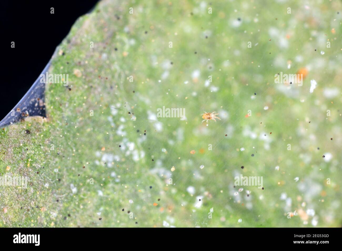Close-up of a mass of Red spider mites (Tetranychus urticae) on leaf ...