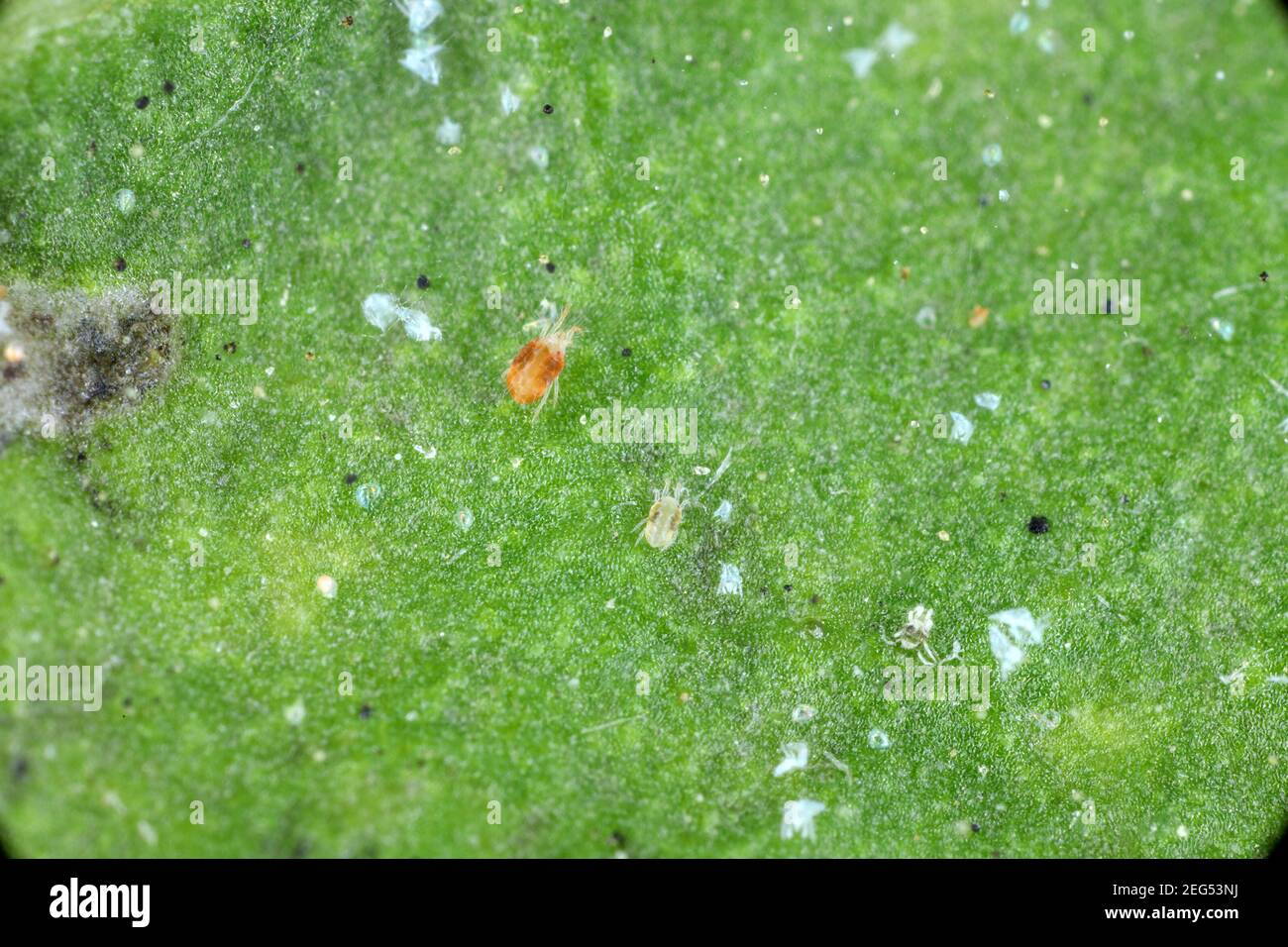 Close-up of a mass of Red spider mites (Tetranychus urticae) on leaf ...