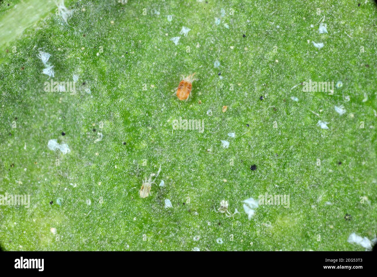 Close-up of a mass of Red spider mites (Tetranychus urticae) on leaf ...