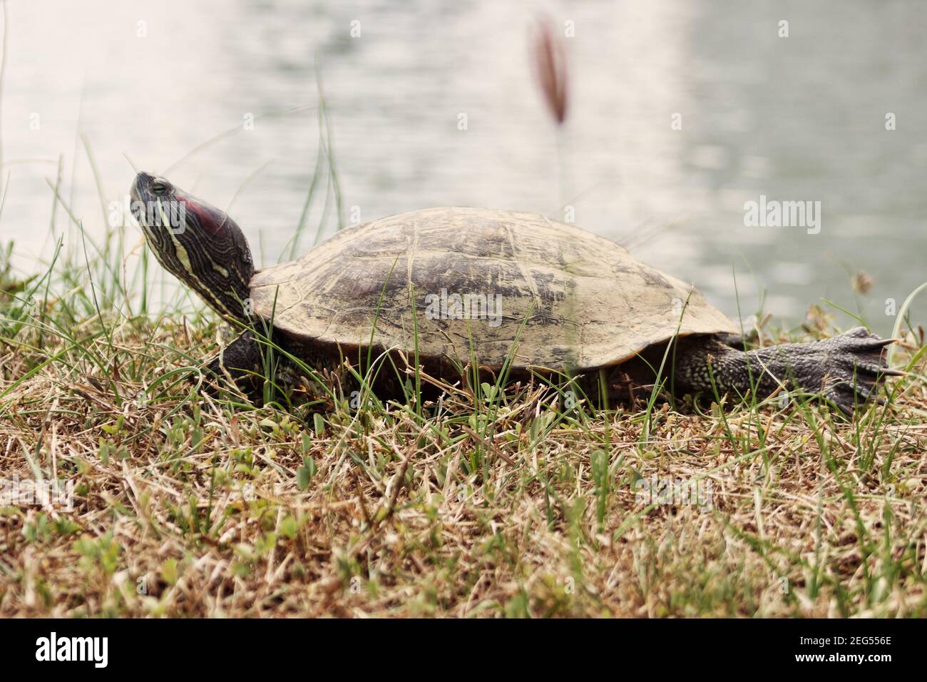 Amboina box turtle (Cuora amboinensis) on the shore of a pond ...
