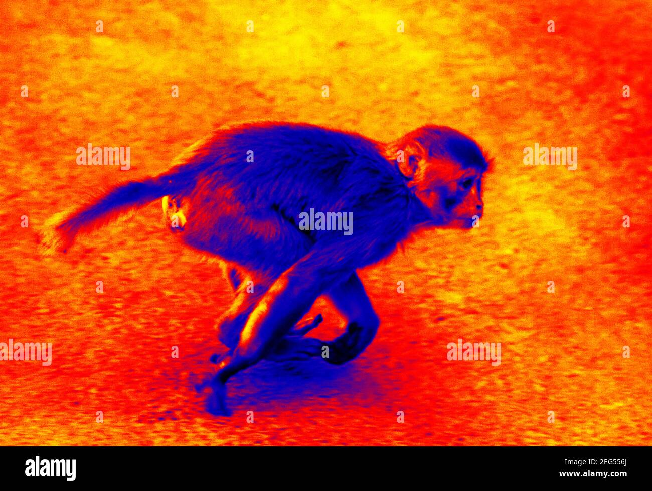 Bodily heat hi-res stock photography and images - Alamy