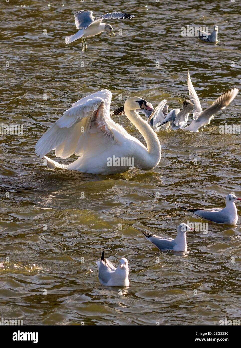 Edinburgh birds hi-res stock photography and images - Alamy