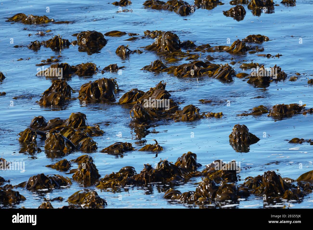 Seaweed floating on water surface hi-res stock photography and images ...