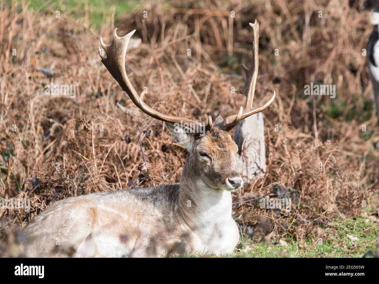Buck (or stag) Fallow Deer (Dama dama Stock Photo - Alamy