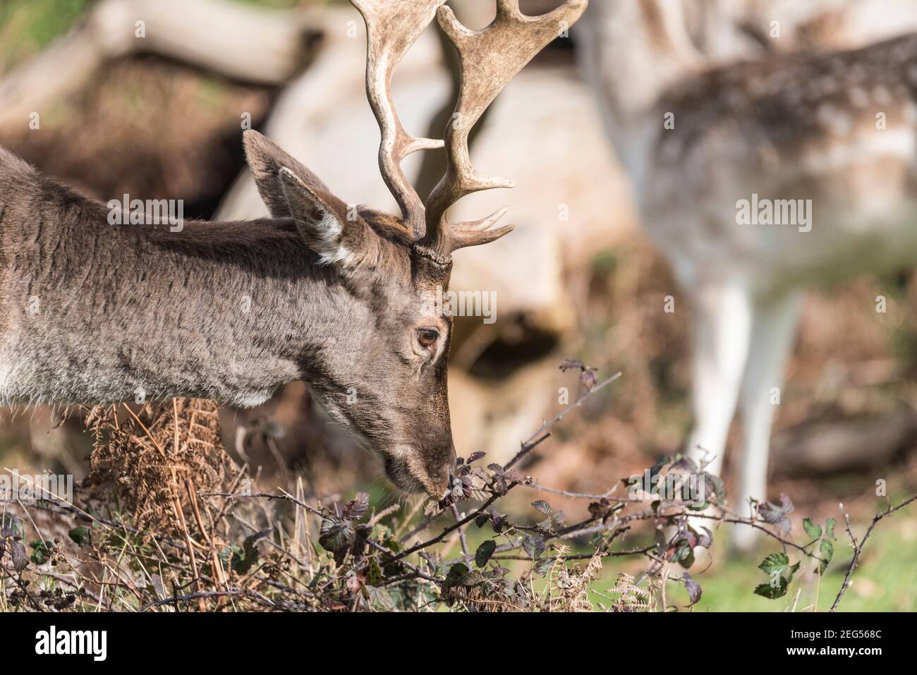 Buck (or stag) Fallow Deer (Dama dama Stock Photo - Alamy