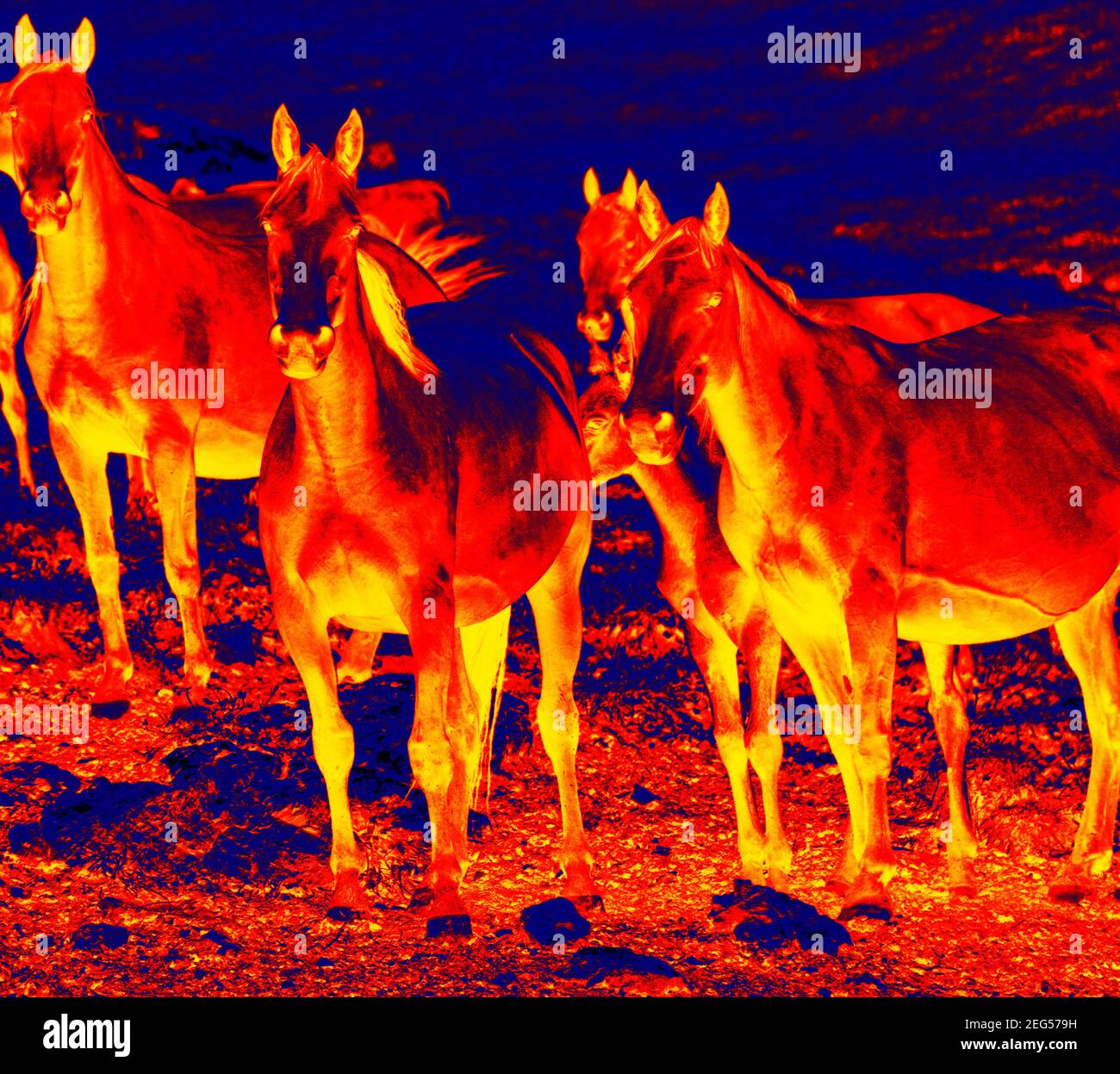 herd of semi-wild horses in scientific high-tech thermal imager on ...