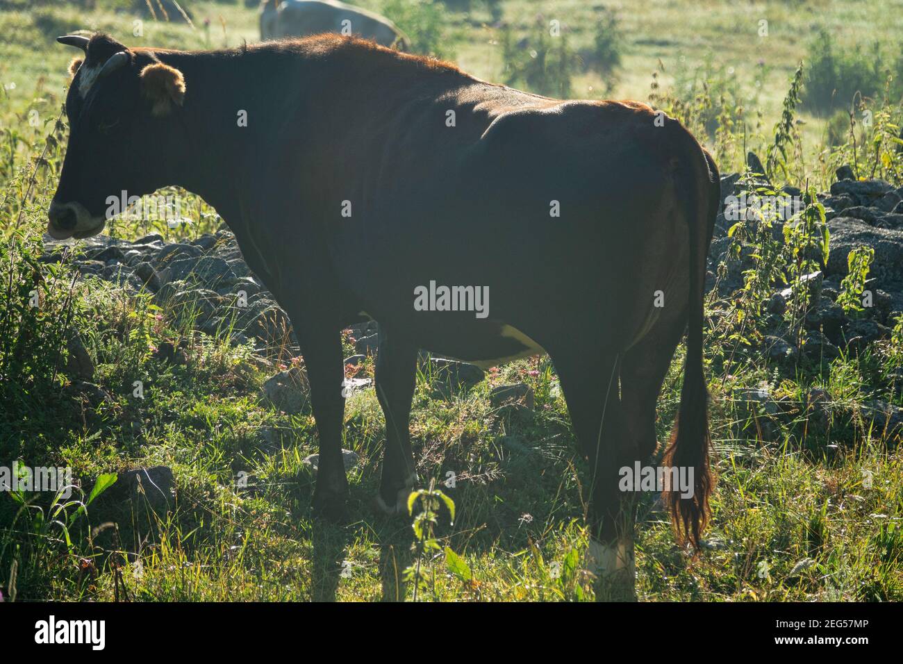 cattle, horned cattle grazing on Alpine pastures Stock Photo - Alamy