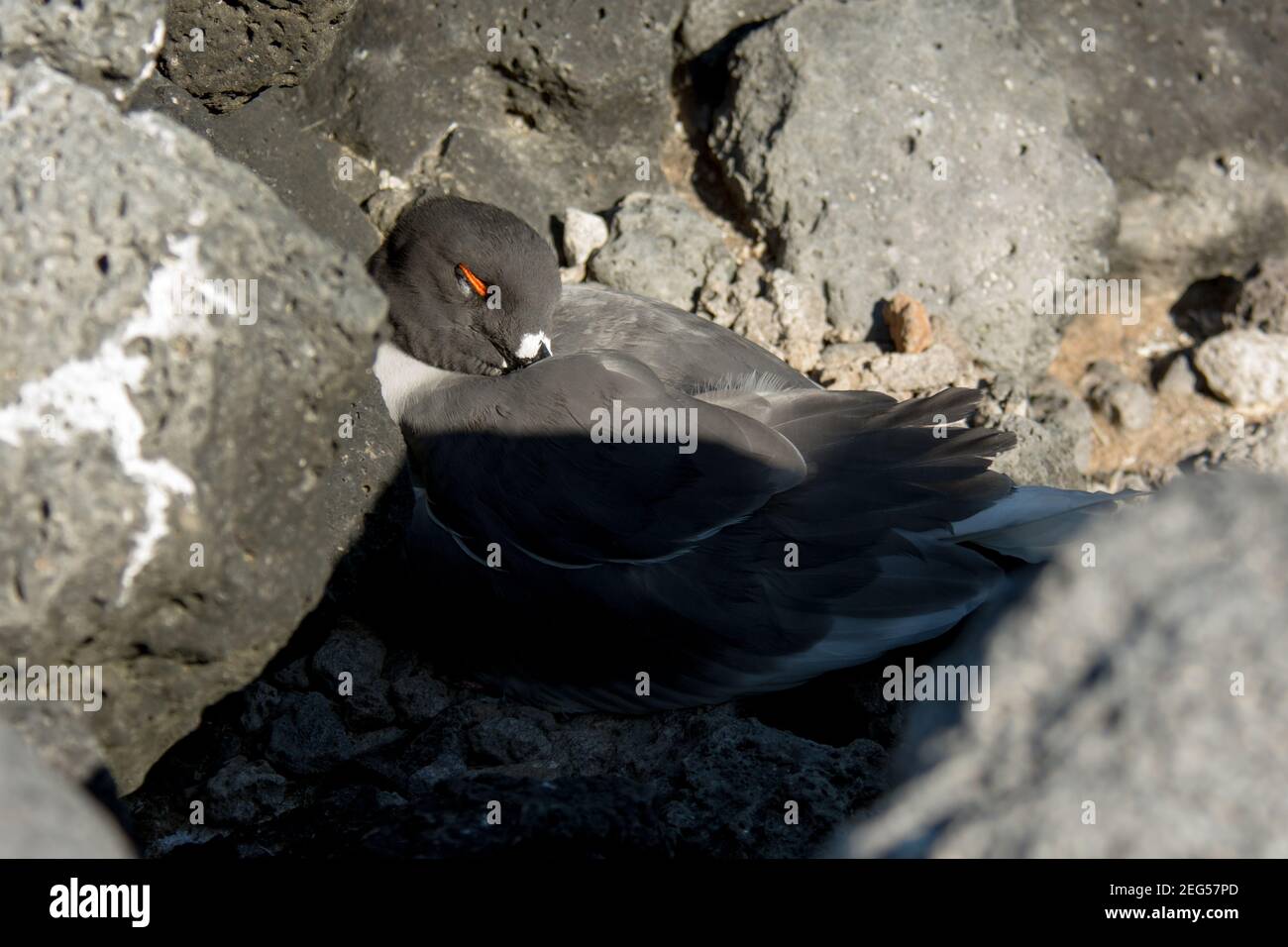 Swallow-tailed gull sleeping on lava rocks at the coast of South Plaza ...